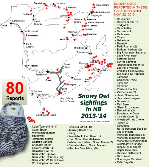 Snowy Owl map of NB | Nature Miramichi: